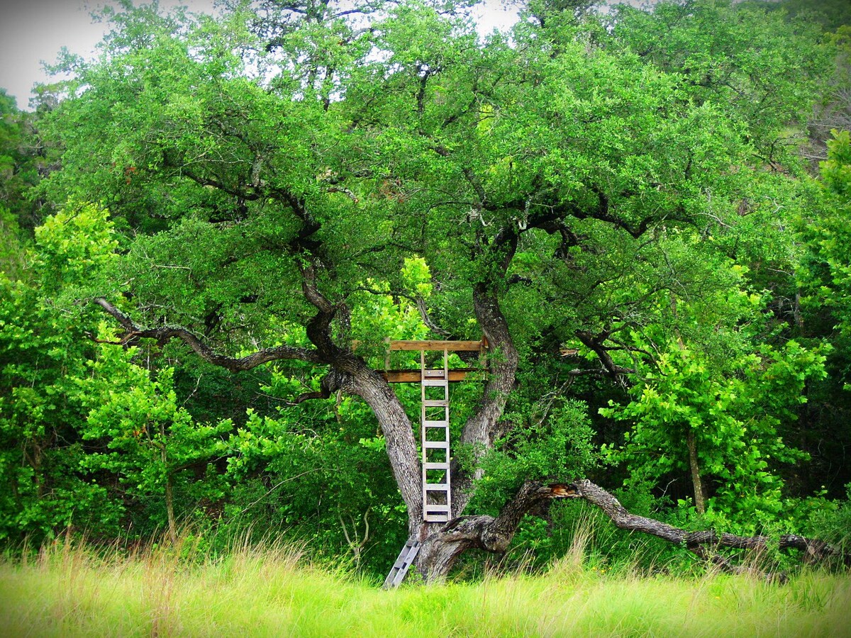 The treehouse is a great place for a romantic picnic!
