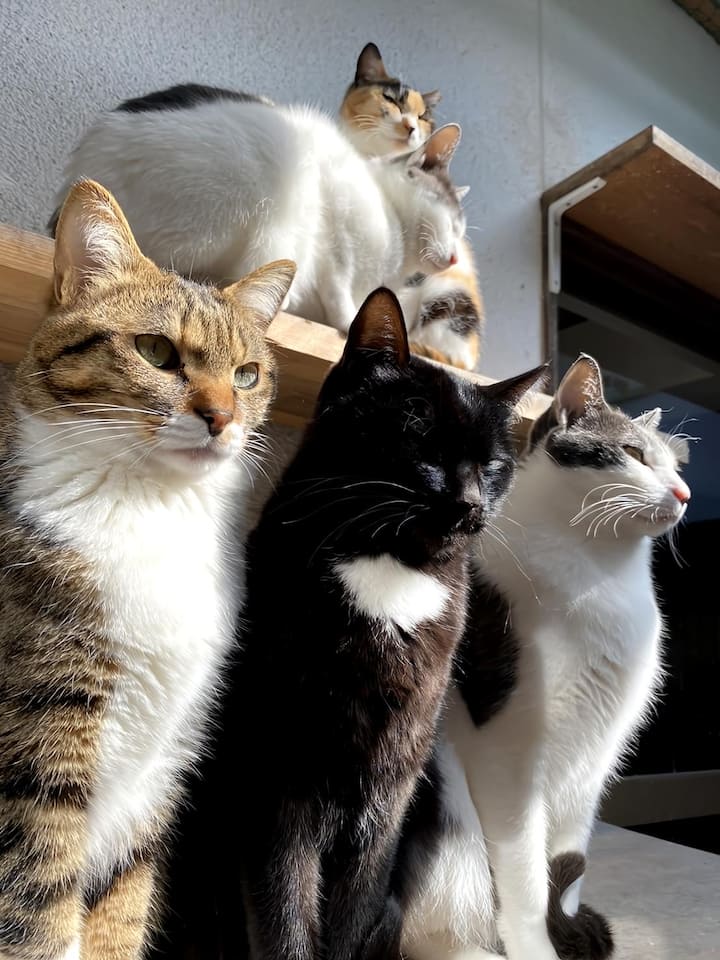 愛犬と泊まれる「保護猫カフェ和猫本舗」1日１組限定の宿  1泊カフェ朝食付き - Nagano