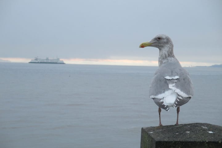 Alki Beach Hideaway,  Prvt Bed, Bath, Ktchn, W/d - Seattle, WA