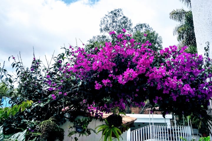 Le Coin De La Bugambilia à Cuernavaca - Cuernavaca