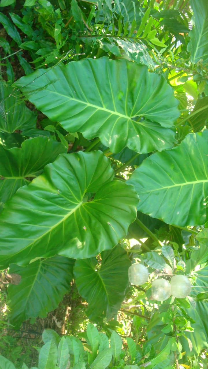 Mâ Kelory - Guadeloupe