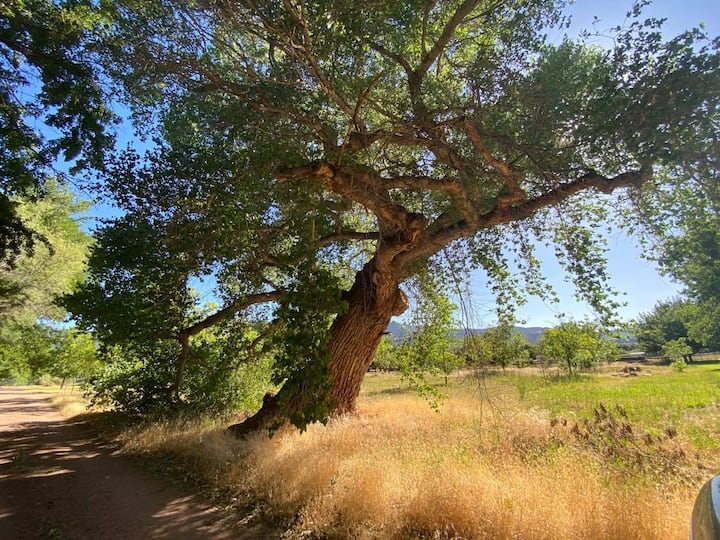 Cottage- Historic Pecan Orchard, Near River - Camp Verde, AZ