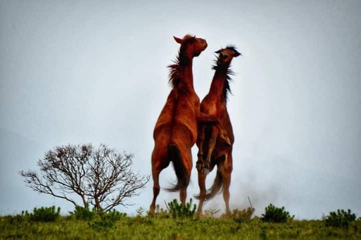 Kaapsehoop Adventures Teepees - Kaapschehoop