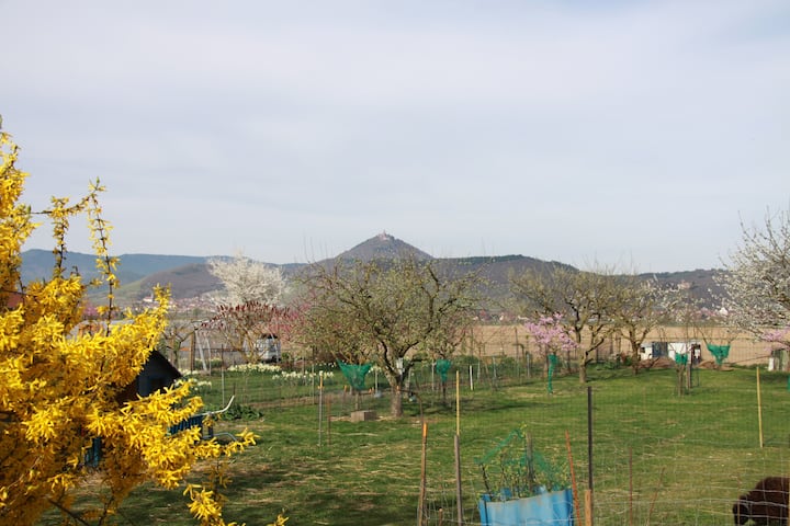 Appartement Au Pied Du Haut Koenigsbourg - Kintzheim