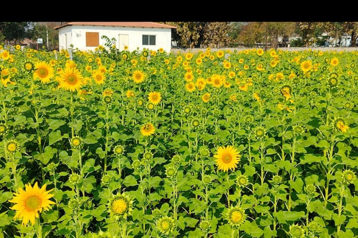 Private Pool Farmhouse Near Hyderabad, For Parties - Telangana