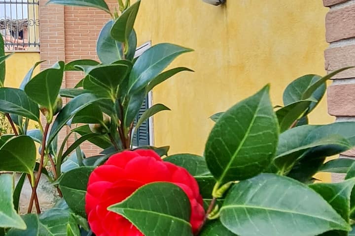 B&b Camera Delle Camelie - Valmontone