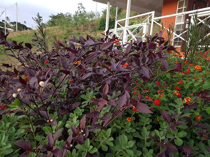 Jg Garden Cottage - Tobago