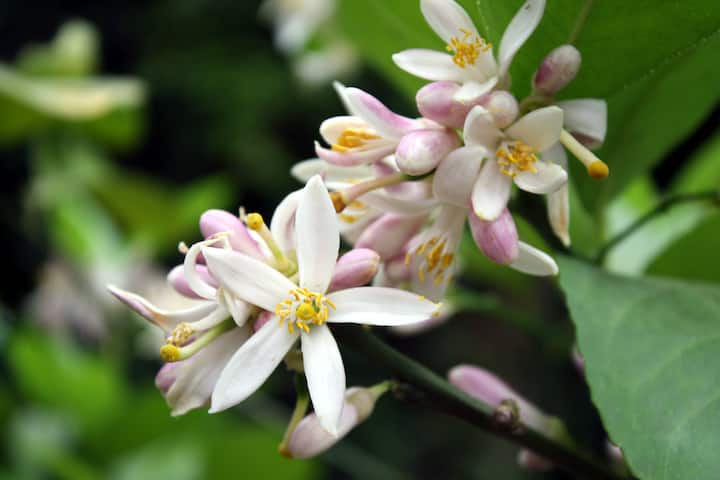 Lemon Blossom House (3 Bed - 2 Bath) - Pasadena, CA