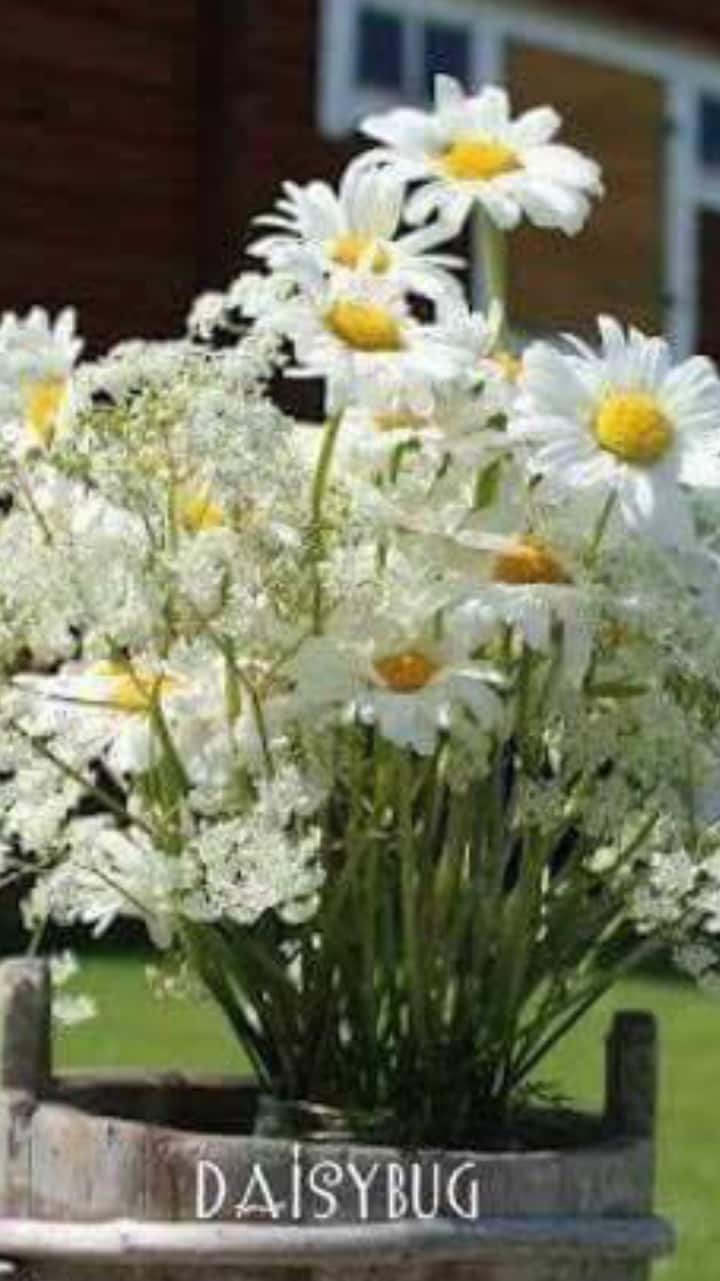 Crazy Daisy - Cute Cozy Getaway - Chickamauga Lake, TN