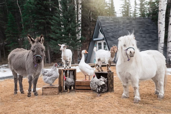 10 Best Ranches To Stay In Alberta, Canada - Updated 2024 | Trip101