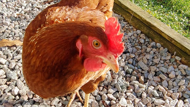 'The Nest' Private Suite In East Van With Chickens -