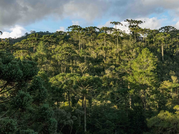 Vista Exuberante Para A Mata Nativa De Araucárias! - Campos do Jordão