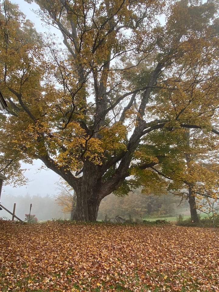 The 1770 House - Shelburne, MA