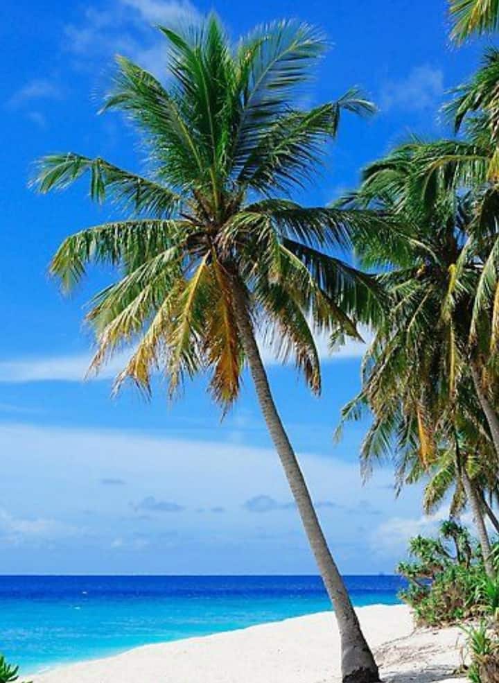 A Treasure In Boynton Beach - Boynton Beach