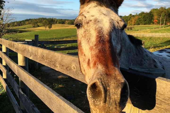 Farm Stay At Kinderhook Farm - Ghent, NY