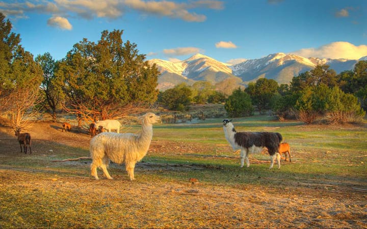 *2 Room Suite At Mtn Goat Lodge B&b - Salida, CO