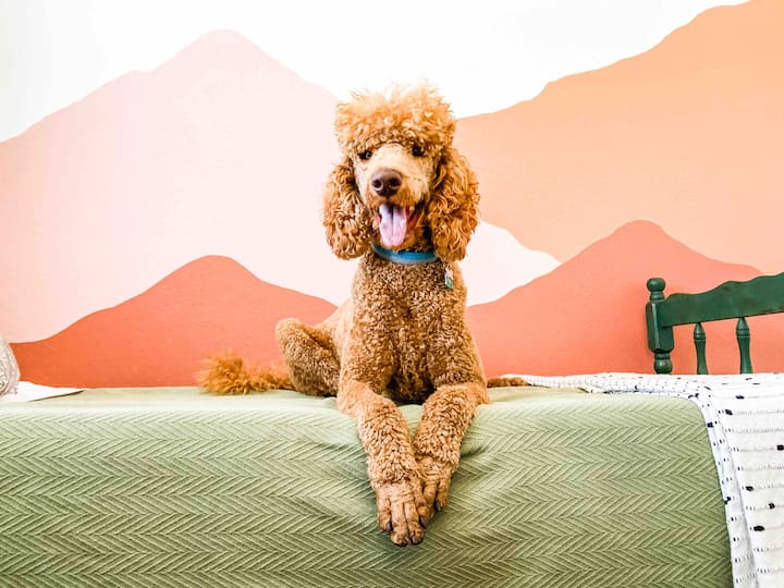 The Retro - Dog Friendly! - 博伊西