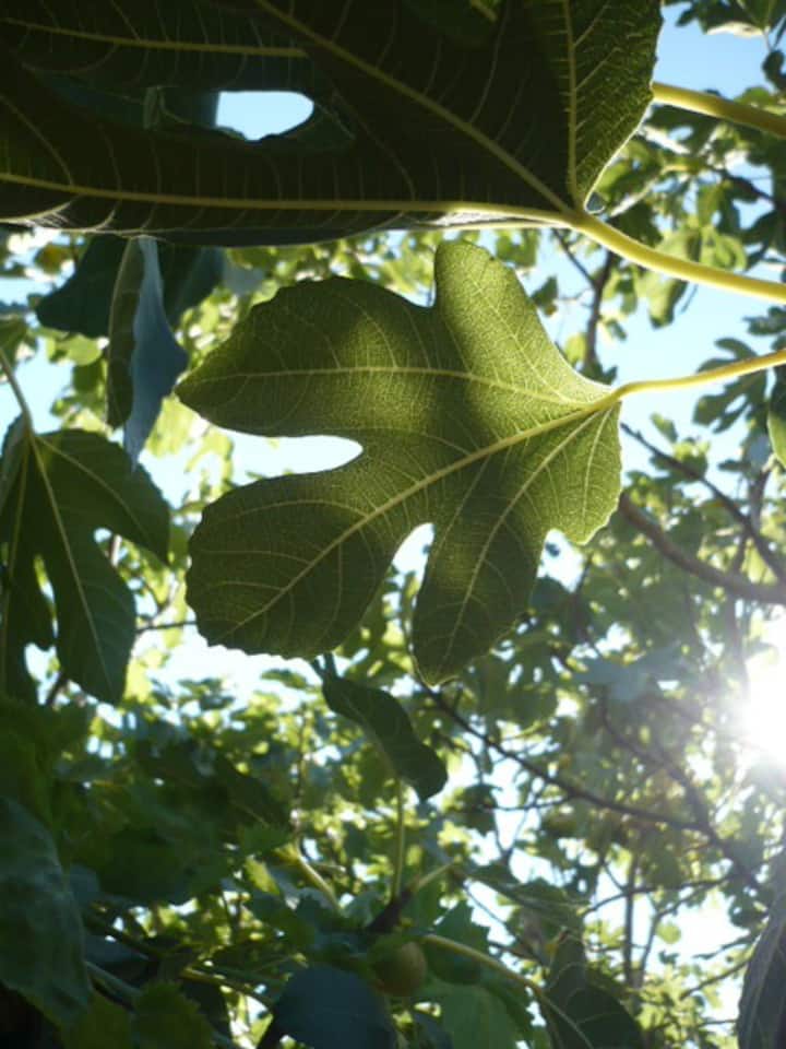 Quiet ,Simple Appartment 7 Min.walk From The Sea - Pula