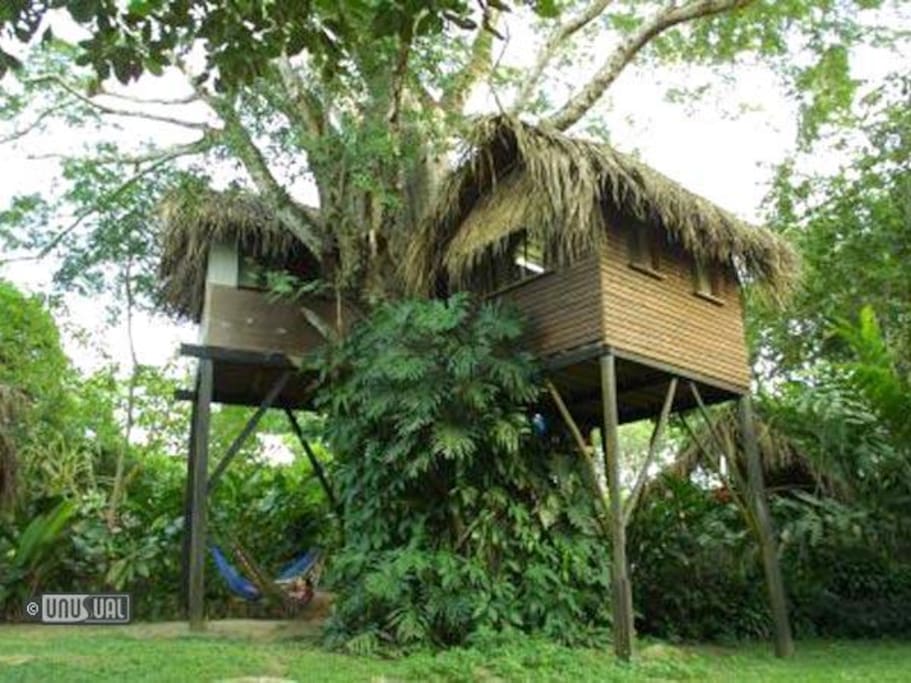 Parrot Nest Treehouse 2 - Treehouses for Rent in Bullet Tree Falls ...