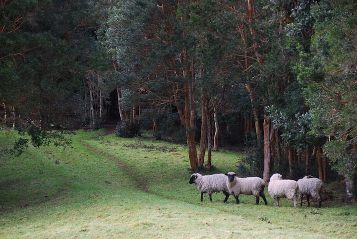 Chiloe, Cabaña La Dalca - Queilen