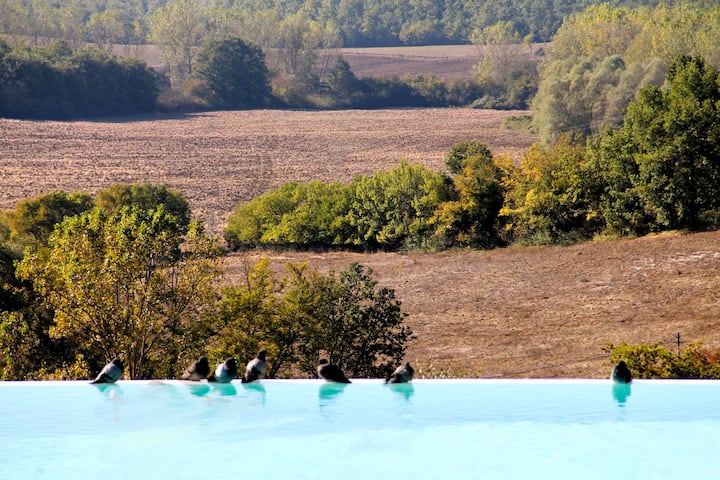 Salvia What A View! - Toscane