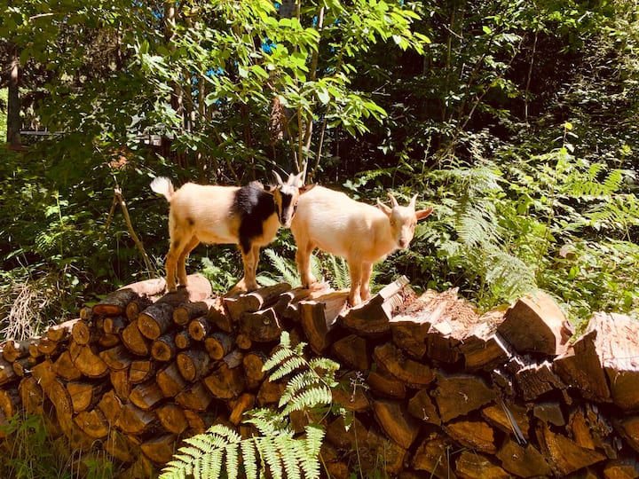 Acre Guest And Goats 🐐 🐐, Nanaimo - Nanaimo