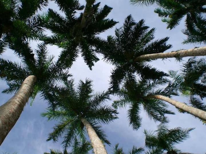 Luxe Gemenelandsweg Apartments B - Suriname