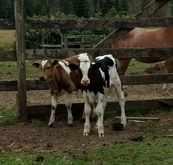 Patch Of Heaven Farm Charm In The Valley - Washington