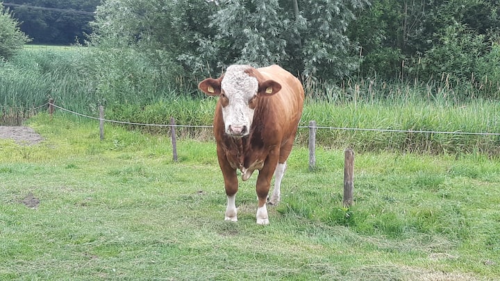 Vakantieboerderij - Bergen op Zoom