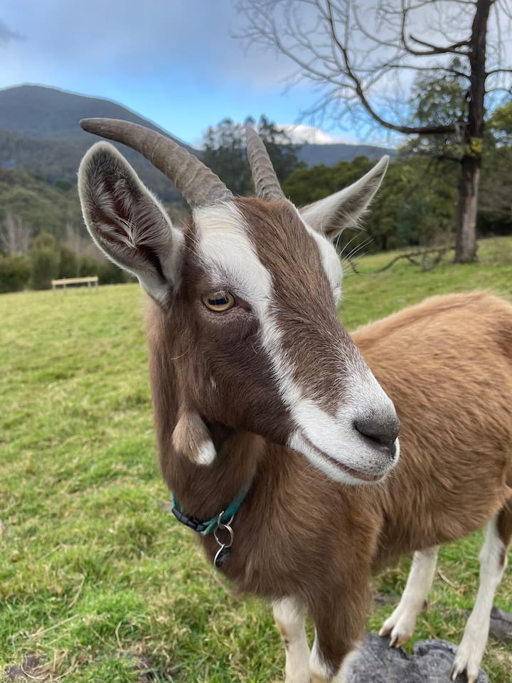Redwood Haven, A Beautiful 20 Acre Hobby Farm. - Warburton