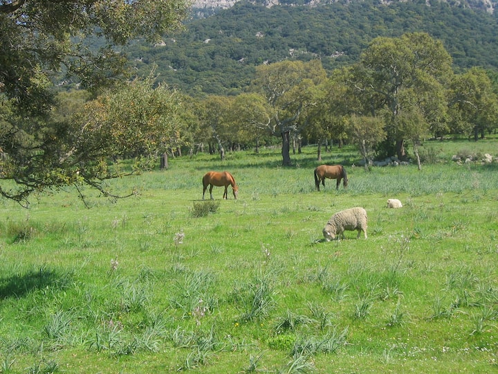 Studio Sur La Route Des Plages - Villa2 - Porto-Vecchio