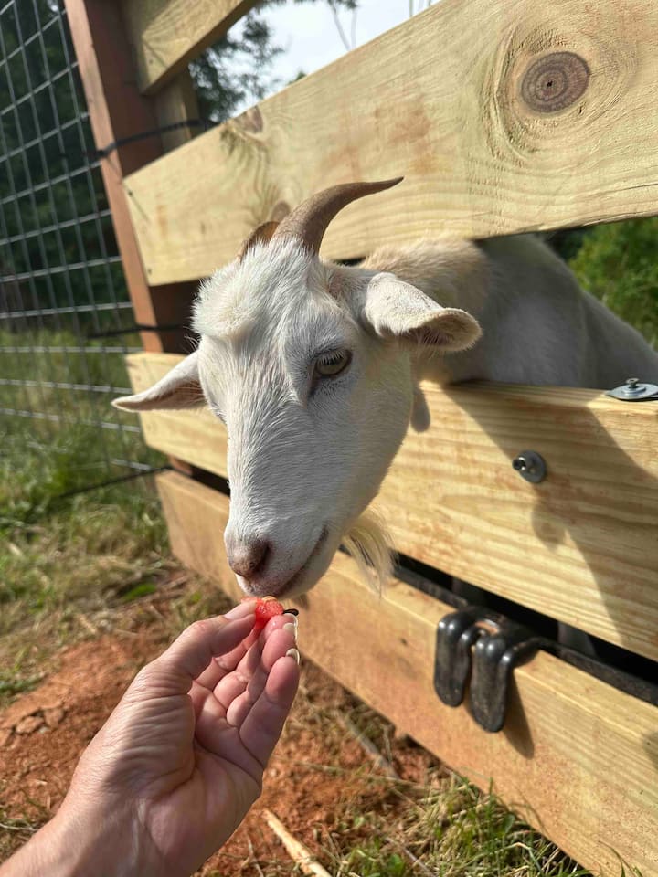 High-n-helen, Hottub-pool Table-vibe Bed-in City! - Helen, GA