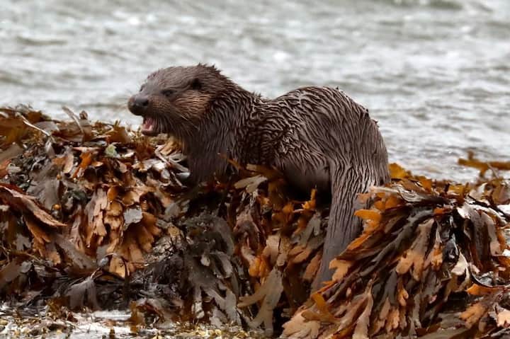 Otternish Pods, North Uist - Outer Hebrides