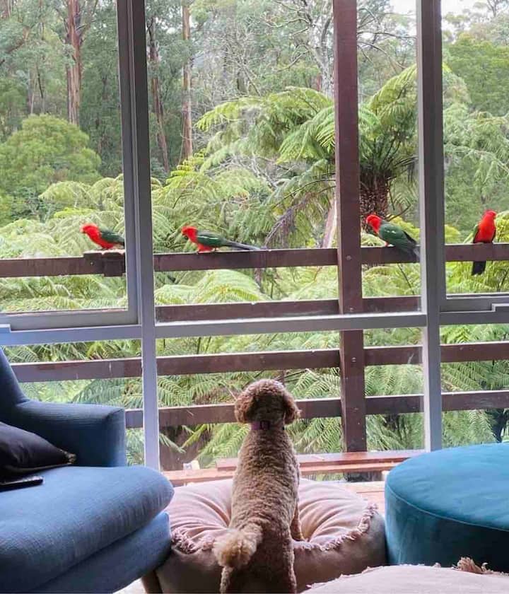 Treetops At Warburton. Relax With Ferns And Birds - Currawong Rd