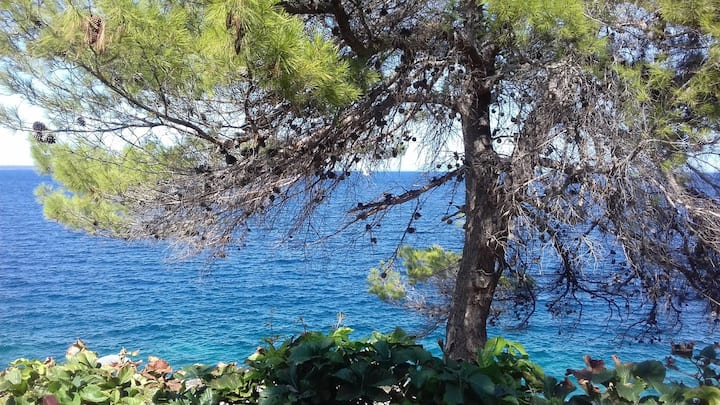 Villa Vala (Apt 2) - Where Guests Are Family - Mali Losinj