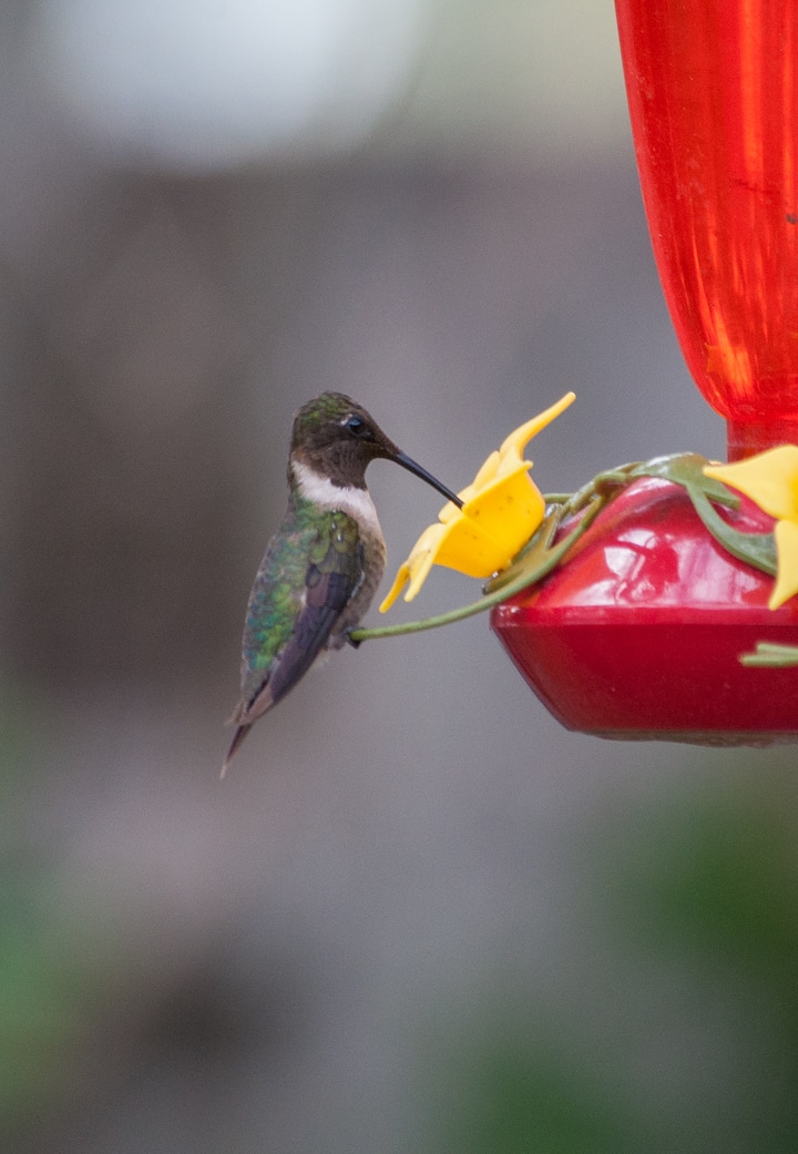 Eau Gallie, Fl Art District Studio - Melbourne, FL