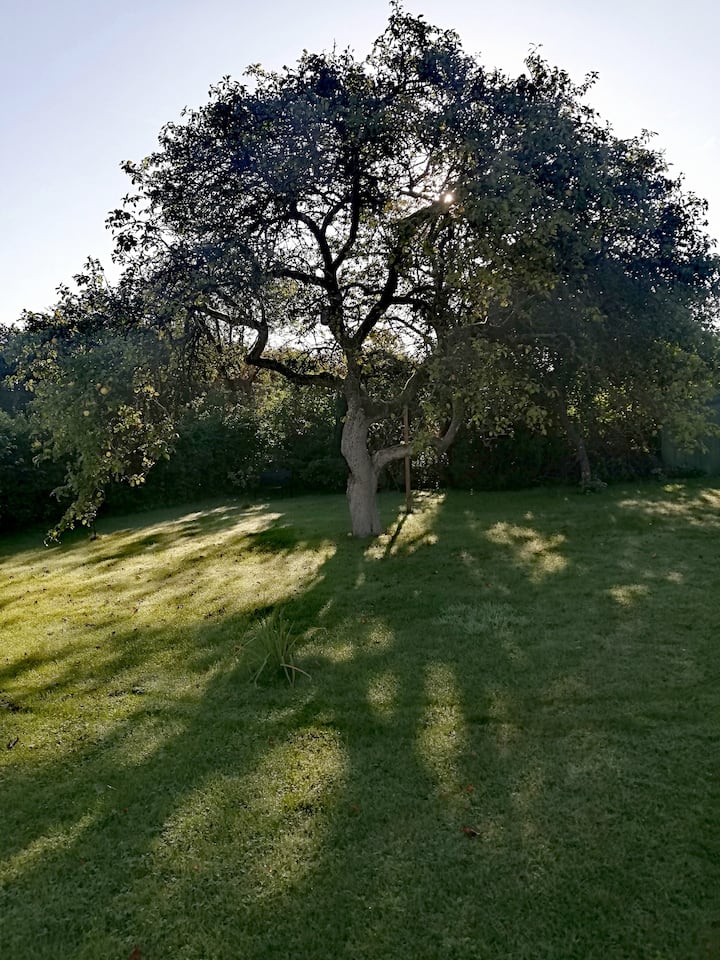 The Whispering Apple — Haven - Odense