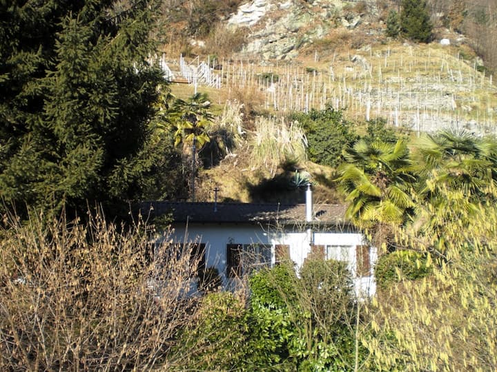In Der Natur Nahe Bus: Mittelzimmer - Bellinzona