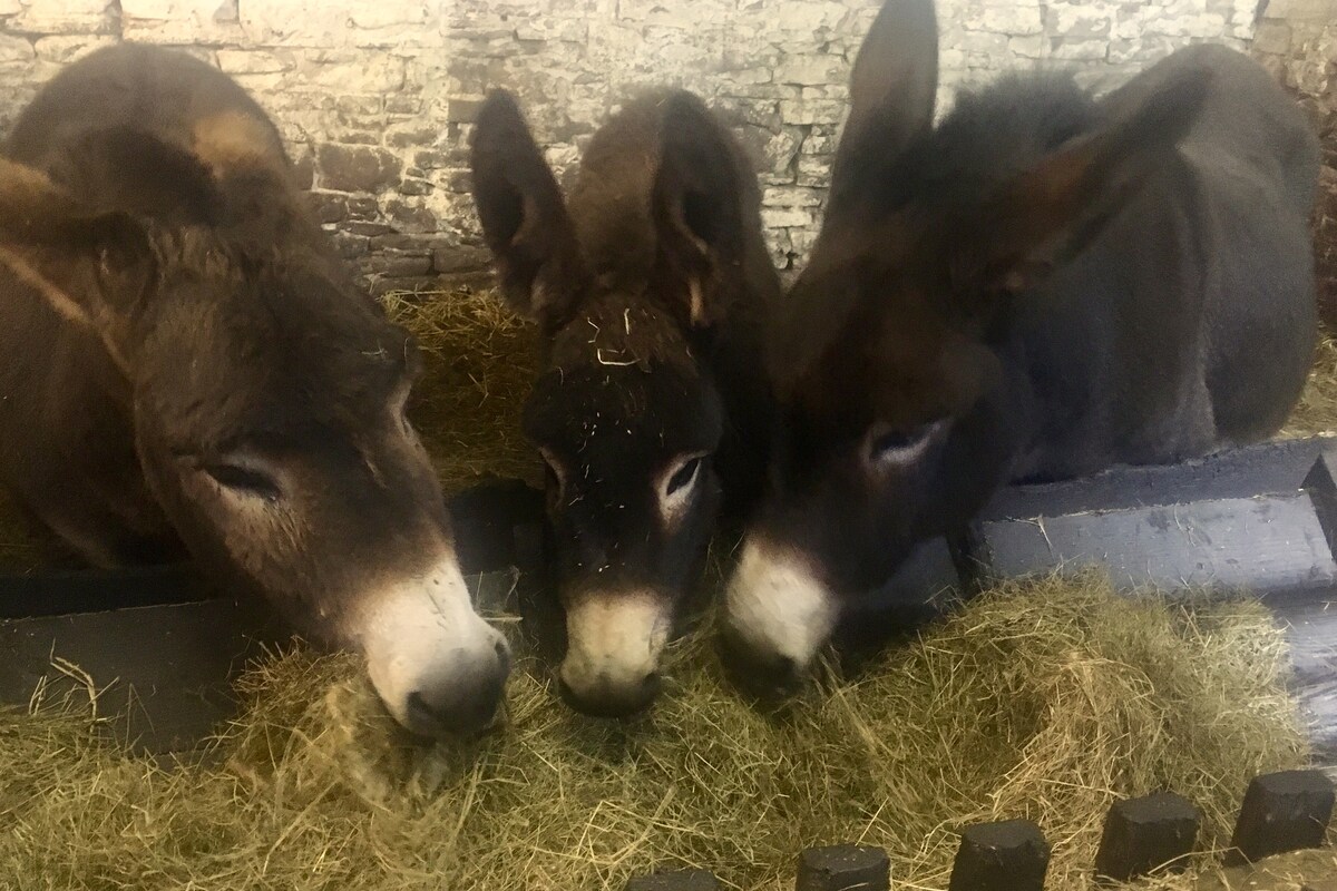 Puffin Croft Petting Farm - Twin room - Farm stays for Rent in John O ...