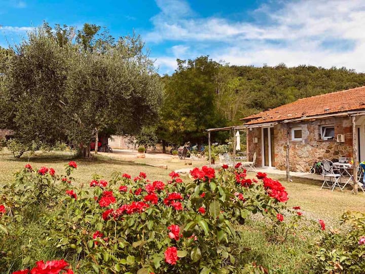 Appartamentini Immersi Nel Verde - Magliano in Toscana