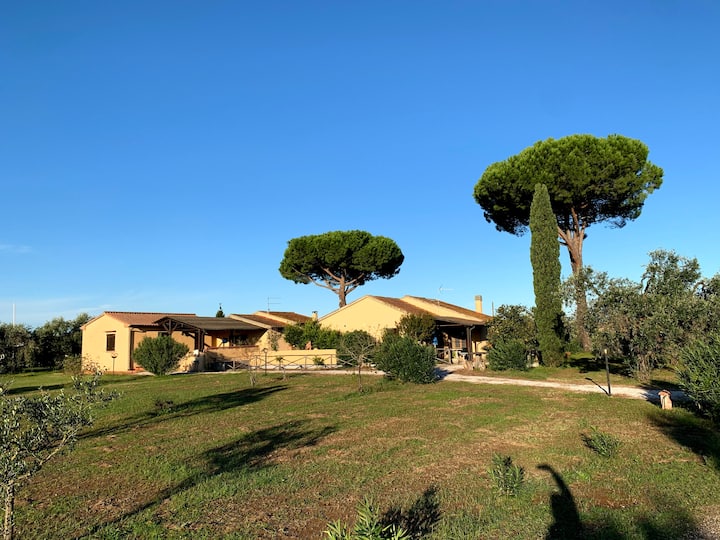 Eine Oase Mitten In Den Olivenbäumen (N04) - Castagneto Carducci