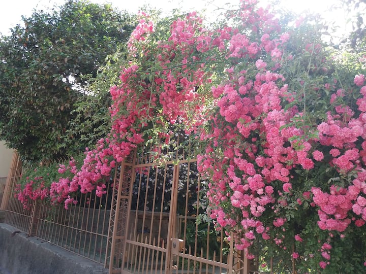 Casona Colonial Las Camelias.patrimonio Cultural. - Región de Maule, Chile