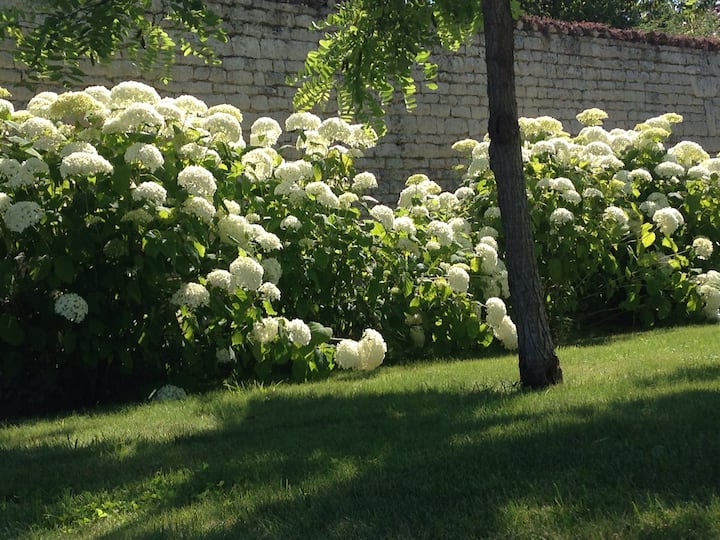 Magnifique Maison Au Milieu Des Vignes - Cognac