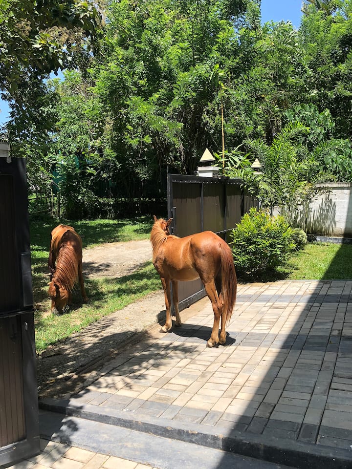 Entire Ground Floor With A Pool(“3 Bedrooms ”) - Mirissa