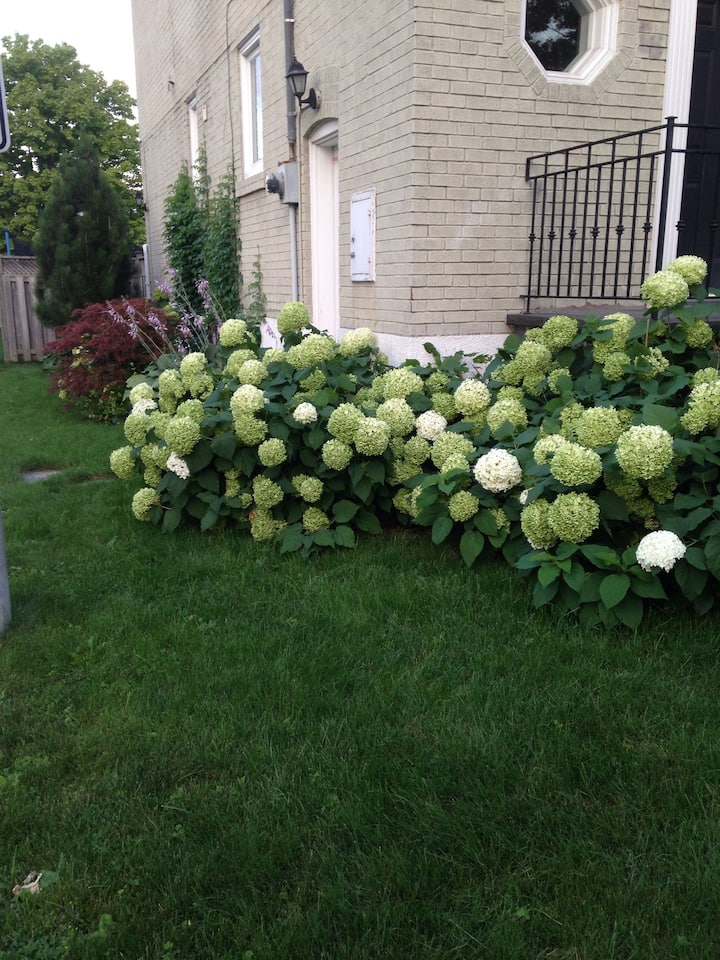 Newly Renovated: Separate Unit With Own Entrance - Toronto