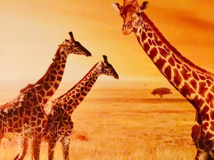Girraffentraum- Zimmer, Safarifeeling Nähe Koblenz - 코블렌츠