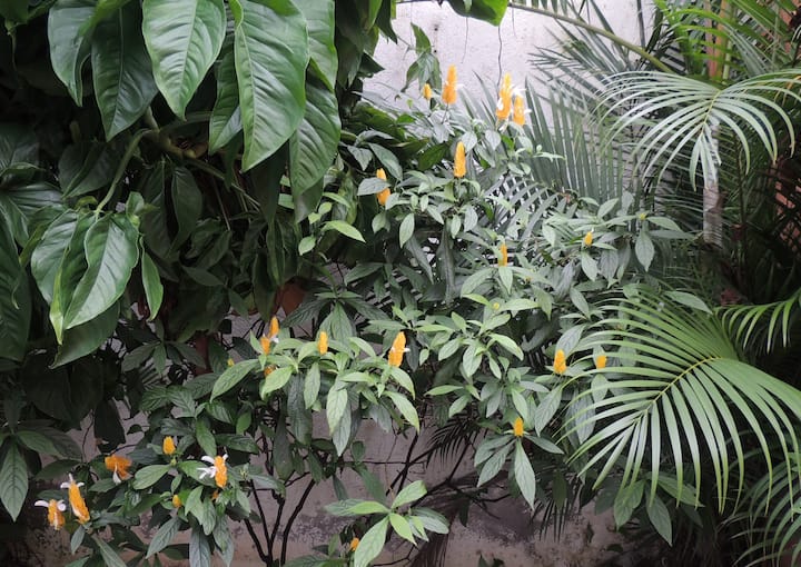 Classic Costa Rican Home - San José