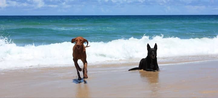 Fenced Pet Friendly Retreat- 200m To Beach|lake - Sunshine Coast