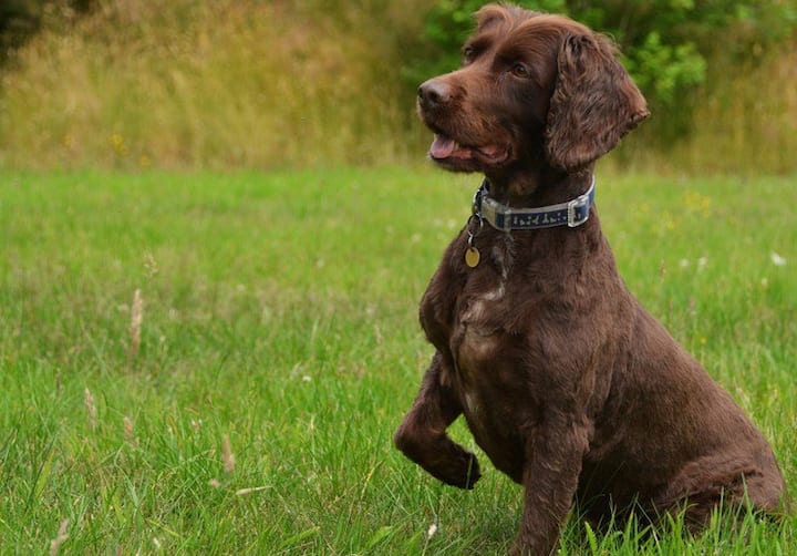 Bracken Hill Lodge: Space - Views - Dog-friendly - Ross-on-Wye