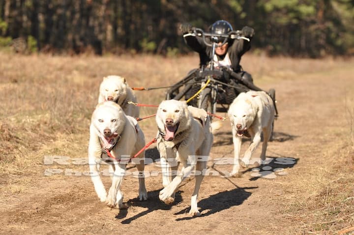 Cozy Rustic Cabin & An Alaskan Husky Sled Dog Team - DAR State Forest, Goshen